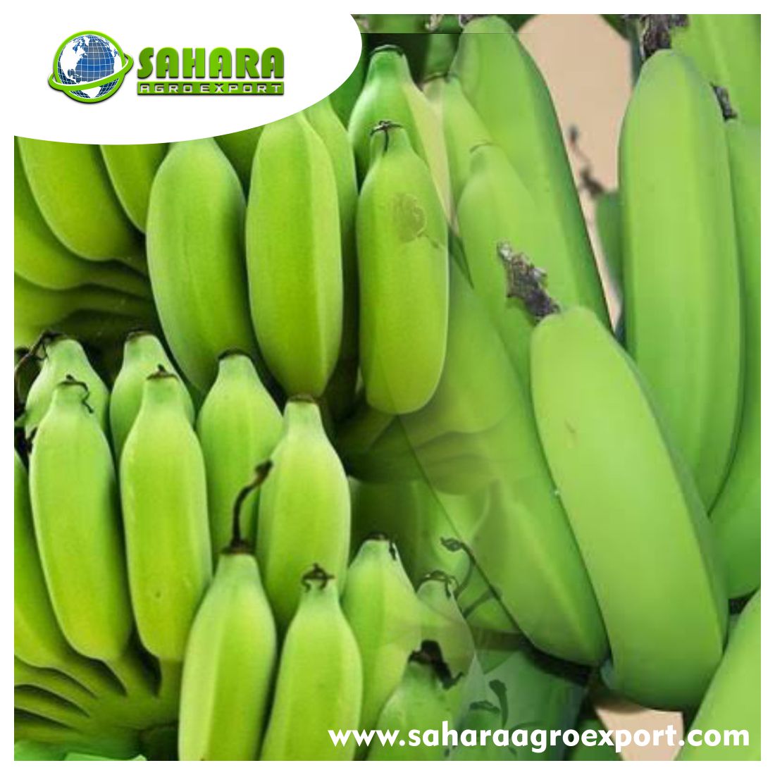 Sahara Agro Export - Index